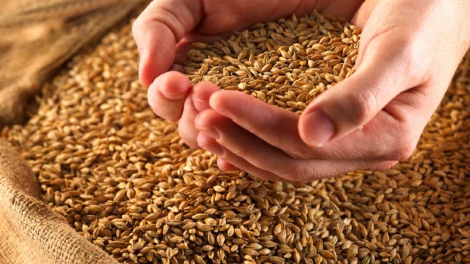 Wheat vs. Millet: Which One Wins in Healthy Baking? - Chef Sushmita